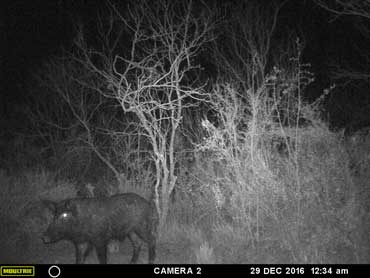 Feral Hog Poison approved in Texas -good or bad?