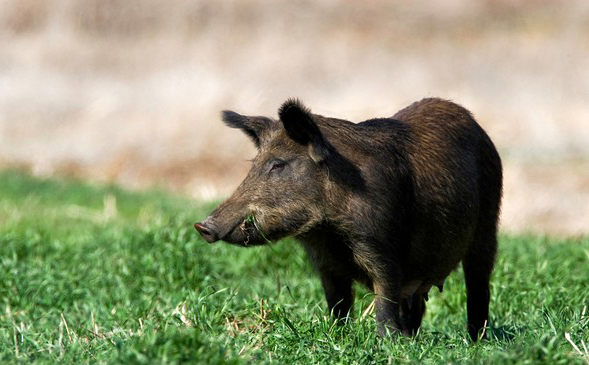 Feral Hogs Versus Your Wildlife