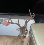 Cherokee, TX Management Buck - Rifle | House of Shadows, Tampa